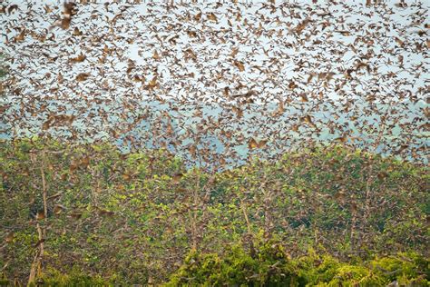Do Bats Migrate In The Winter Time Detroit Chinatown