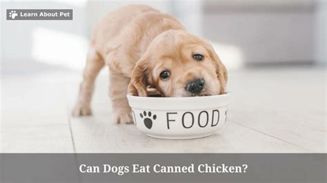 Can Dogs Eat Canned Chicken 9 Interesting Facts 2025