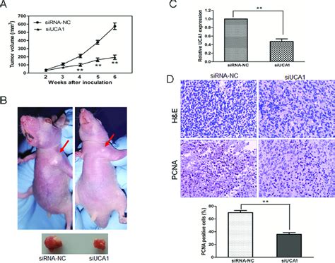 Uca1 Depletion Inhibits Tumor Growth In Vivo A Tumor Growth Curves
