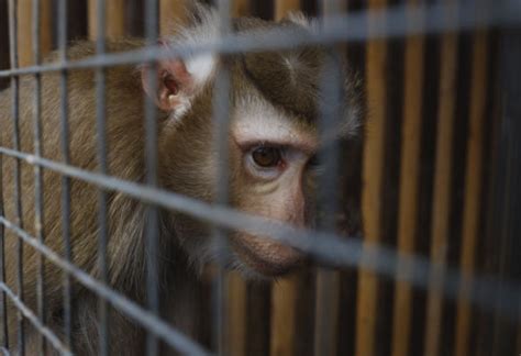 Aww Humans Werent The Only Ones To Get Lockdown Blues