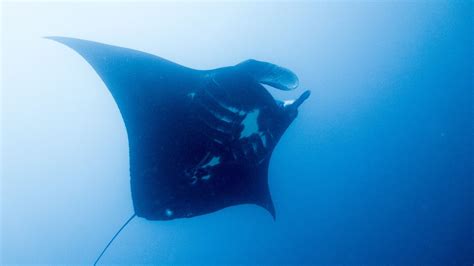 Manta Rays Vs Spine Tailed Devil Rays Auckland Whale And Dolphin Safari