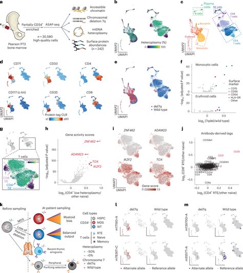 Multimodal Characterization Of Ps Bmmncs With Asap Seq A Schematic Of Download Scientific