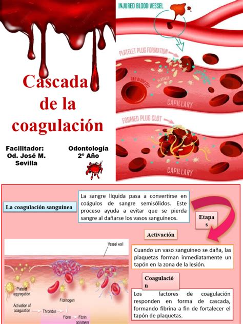 Cascada De Coagulación Sanguínea Pdf
