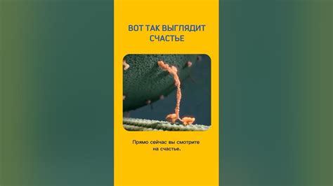 Как выглядит счастье Счастье любит тишину Гормоны счастья Youtube