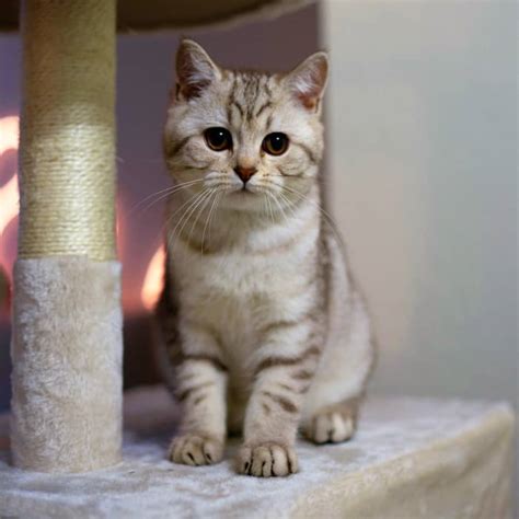 11 Purrfect Ways To Keep Your Cats Fur Soft And Healthy Hubpages