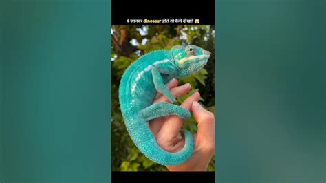 अगर ये जानवर डायनासोर होते 😱🦕तो कैसे दिखते Part 1 Animals Shorts