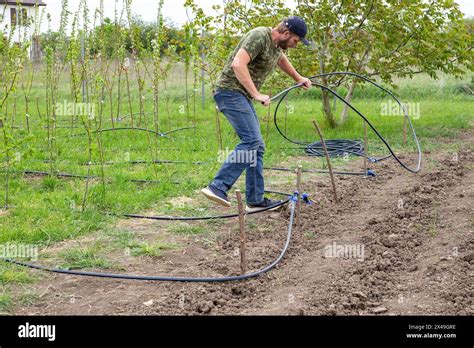 A Man Lays A Plastic Pipe To Supply Water To A Drip Irrigation System Installing Automatic Drip