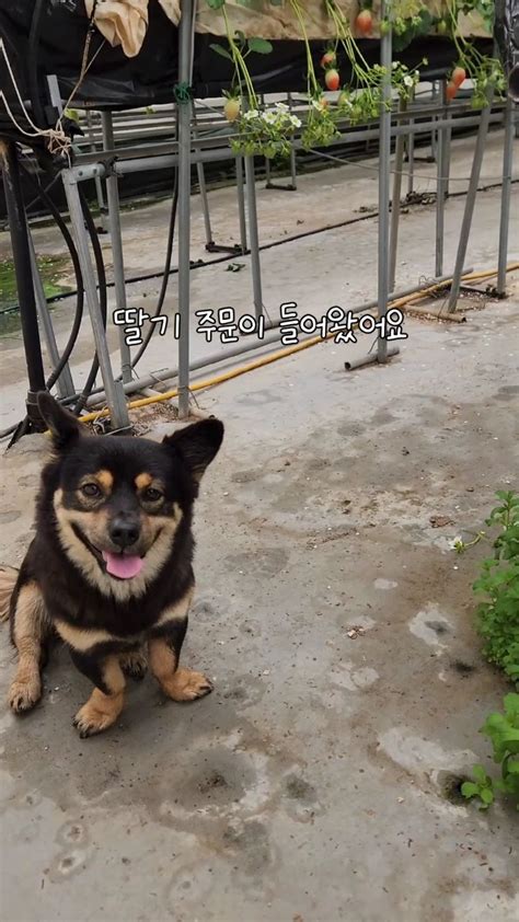 깜순이네 딸기 🍓 논산 딸기 설향 킹스베리 많이 기다려주신 딸기🍓 드디어 오픈되었습니다 추울수록 딸기가 천천히 익어가기 때문에 당도를 꽉 채운 다음 수확해요