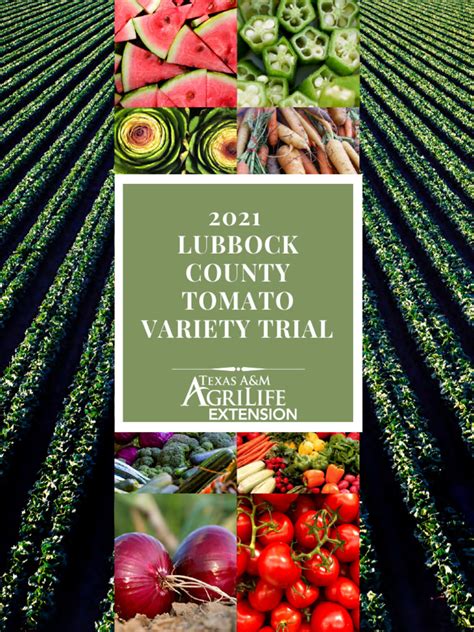 2021 Tomato Trial Report Small Pdf Tomato Pest Organism
