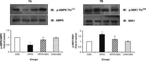 Effect Of Genistein On AMPK And S6K1 Phosphorylation A The Effect Of