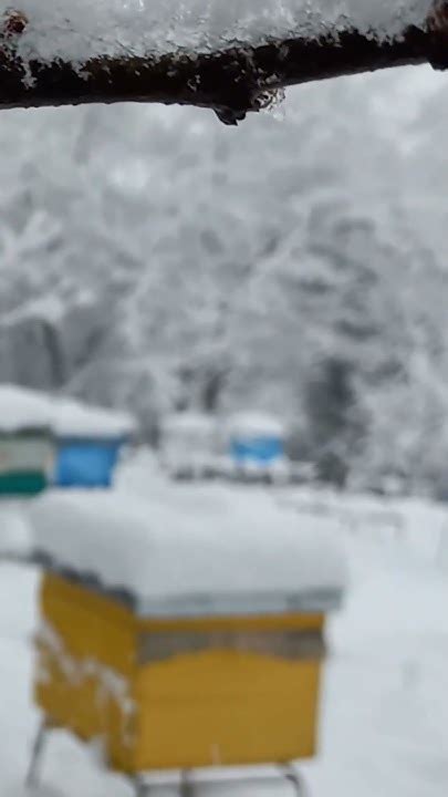 ფუტკრების ცხოვრება ზამთარში Youtube