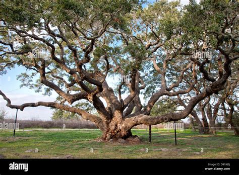 Southern Live Oak Tree Leaves