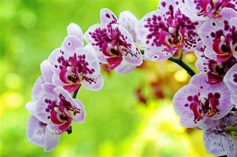 5 Dicas Infaliveis Para Cuidar Das Suas Orquideas Da Maneira Certa Jpeg