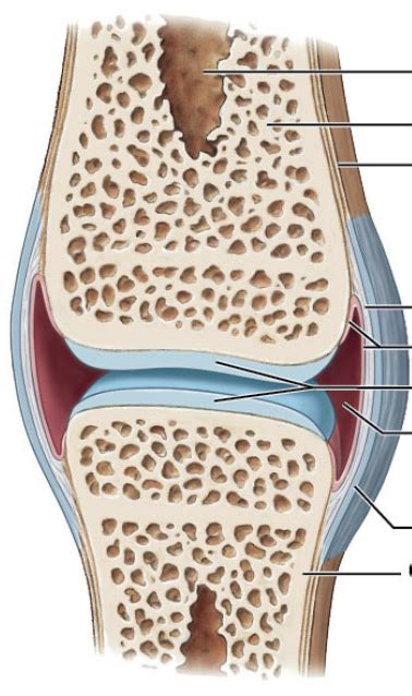 Figure A Structure Of Synovial Joint Diagram Quizlet