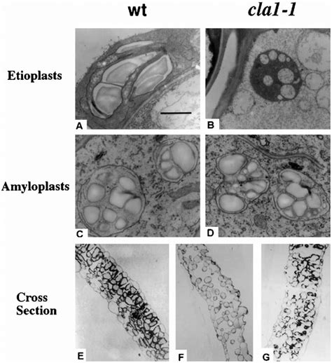 Microscopic Analysis Of The Plastids And Mesophyll Tissue Of The Cla1 1
