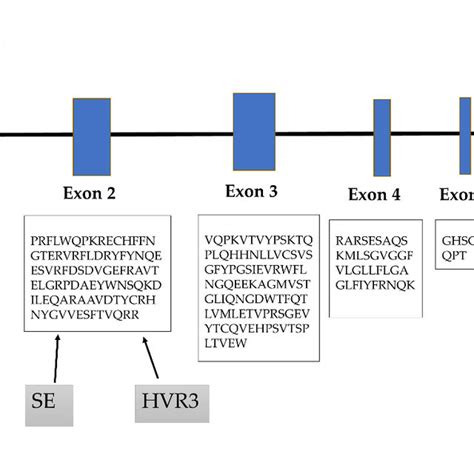 Human Leukocyte Antigen Hla Molecules Are Encoded By Three Classes Of