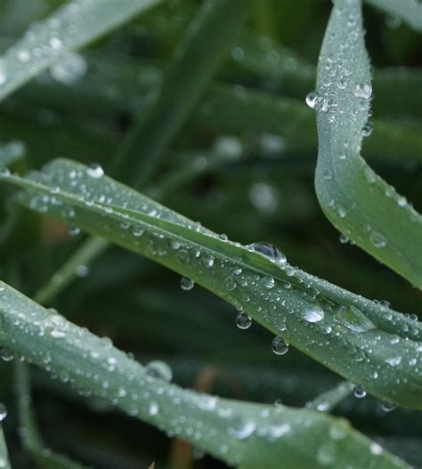 Droplets Rain Grass Free Photo On Pixabay Pixabay