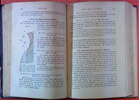 Grundriss Der Anatomie Des Menschen Von Pansch Ad Very Good 1886
