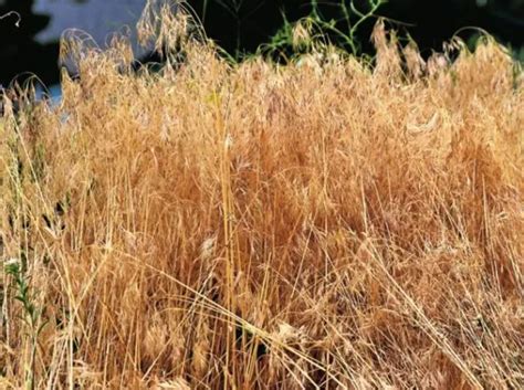 Cheatgrass Homestead Hills Civic Association