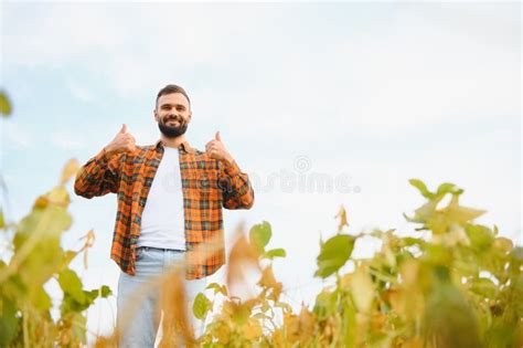 A Farmer Agronomist Inspects Soybeans Growing In A Field Agriculture