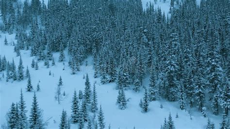 Aerial Drone View On Winter Landscape Snowy Mountain Forest In