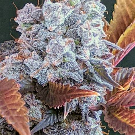 ETHOS Genetics Crescendo RBX Grow Journal By X ATTAC GrowDiaries