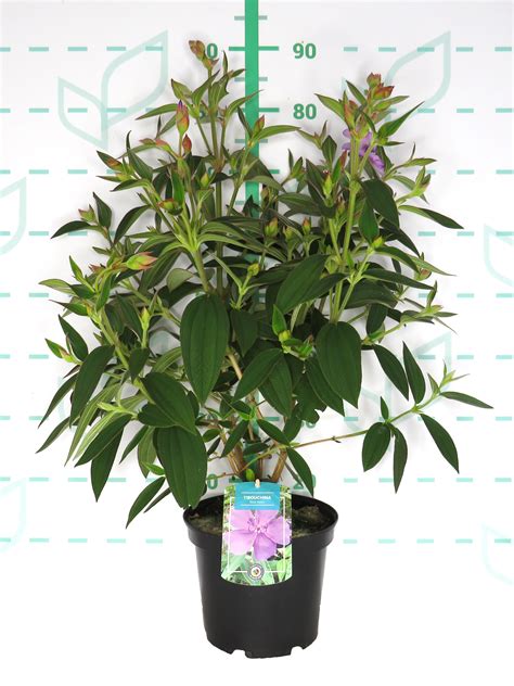 Tibouchina Blue Moon ® 5l 3040