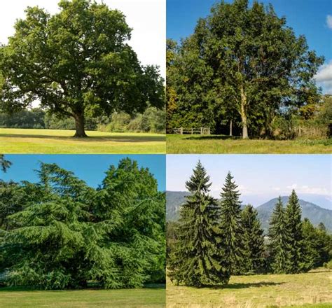 Deciduous Vs Coniferous Key Differences And Characteristics Updated