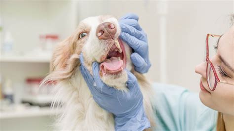 Royal Canin Dental