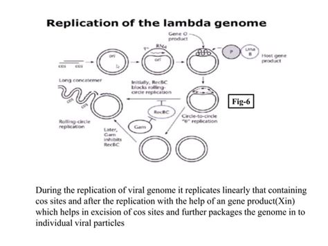 Structuregenome Organisationgene Regulation Of Lambda Phage Ppt Structuregenome Organisationgene Regulation Of Lambda Phage Ppt