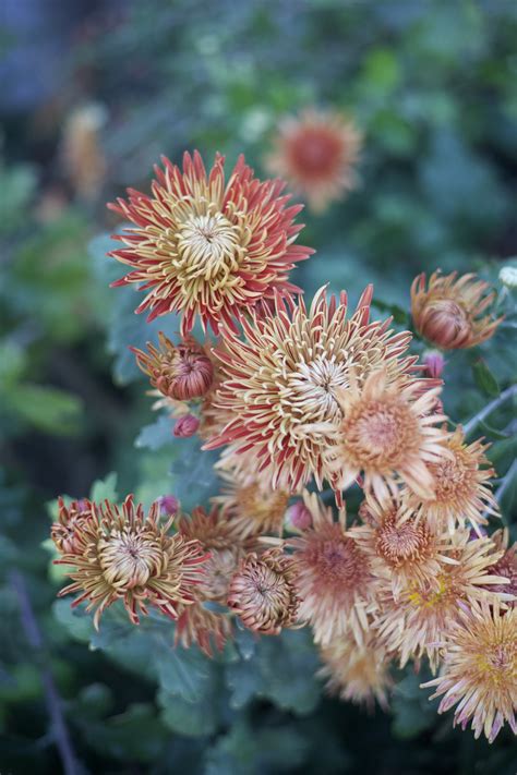 Where Can You Grow Chrysanthemums — Halden