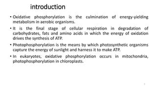 Oxidative Phosphorylation And Electron Transport Chain PPTX