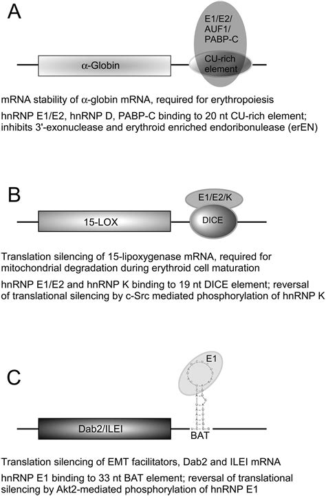 Heterogeneous Nuclear Ribonucleoproteins Hnrnps In Cellular Processes Focus On Hnrnp E1s