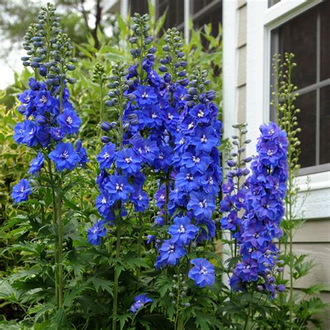 Delphinium X ‘blue Mirror White House Nursery