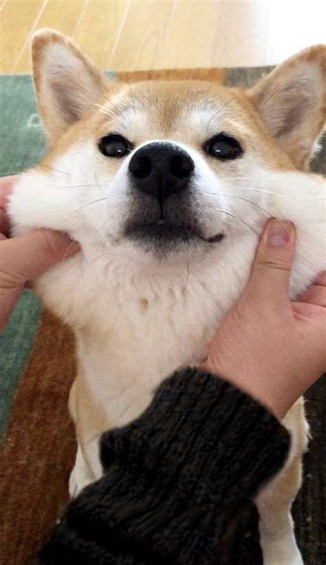 柴犬·͜·♡ももさんの人気ツイート（古い順） ついふぁん！