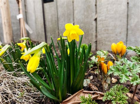 Spring Daffodil Flower Free Photo On Pixabay Pixabay