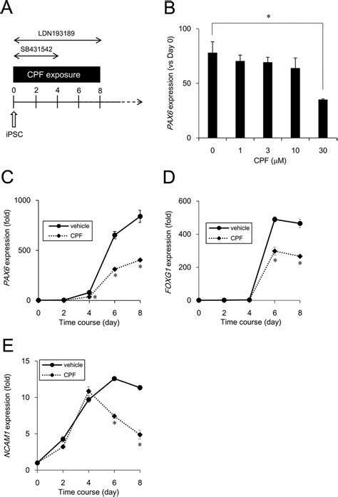 Time Course Studies Of Neural Induction In Ipscs Exposed To Cpf A