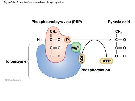 Enzyme Substrate Level Phosphorylation At Stephen Jamerson Blog
