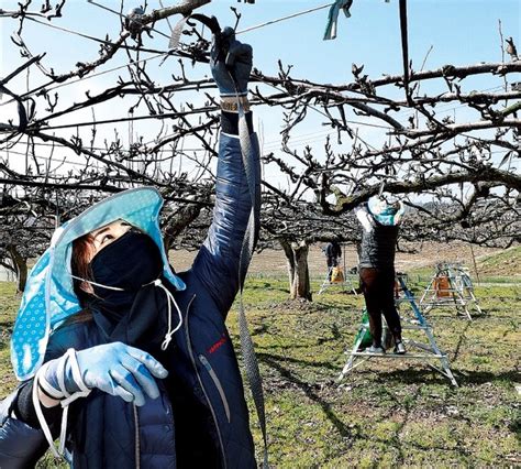 배 나뭇가지야 이쪽으로 뻗어라