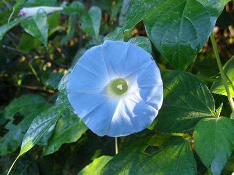 Flora Apícola Tecniabejas Excelentes Productos Apicolas E