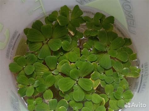 Пистия аквариумное растение купить в Москве Животные и зоотовары Авито