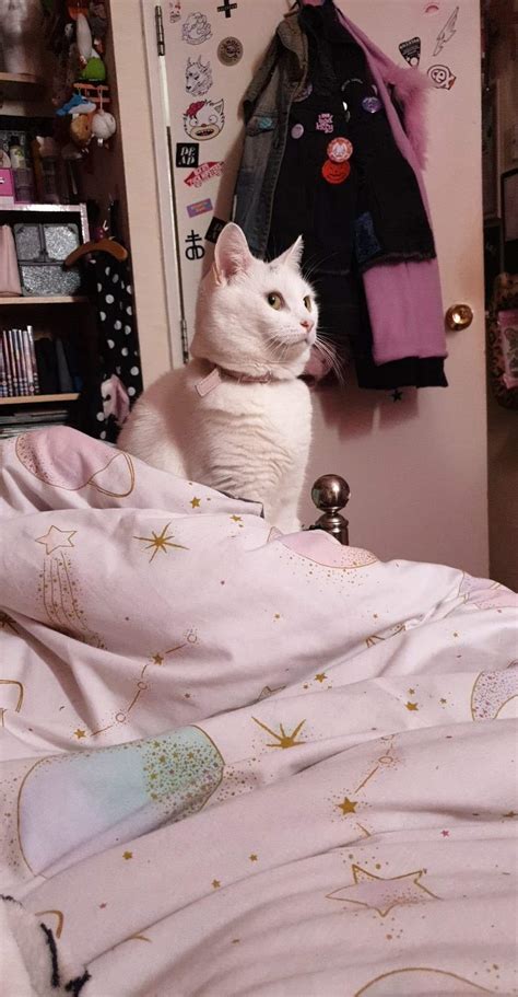 Zelda Is Being An Uncooperative Asshole R Cats