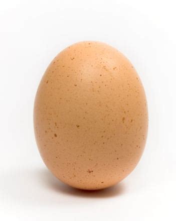 Naked Egg Science Project Education