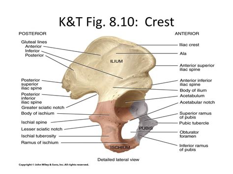Ppt Ms1a Lecture 1 Skeletal System Powerpoint Presentation Free