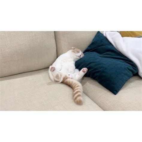 もちまるさんのインスタグラム写真 もちまるinstagram「テレビ見ながら寝落ちしちゃってたはな坊」8月11日 18時03分