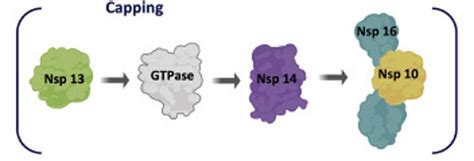 How SARS CoV 2 Evades And Suppresses The Immune System Part 6 ACCESS