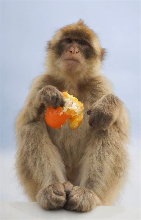 Vertical Shot Of A Cute Funny Barbary Macaque Holding An Orange Stock