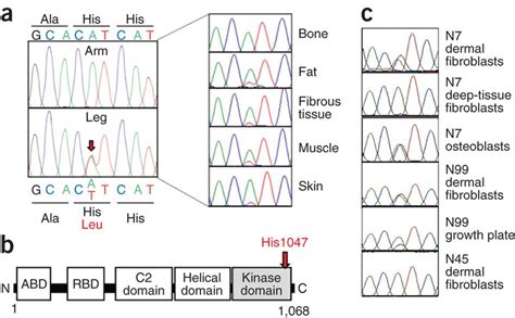 Identification Of Pik3ca Mutations In Affected Cells And Tissues A