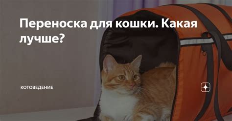 Переноска для кошки. Какая лучше? | КотоВедение | Дзен