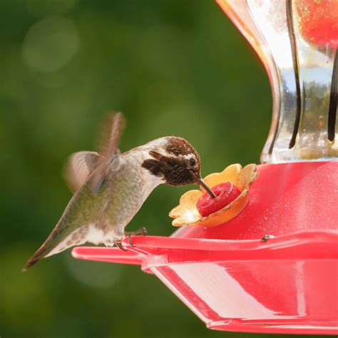 The Best Hummingbird Feeders With Bee Guards The Off Grid Barefoot Girl